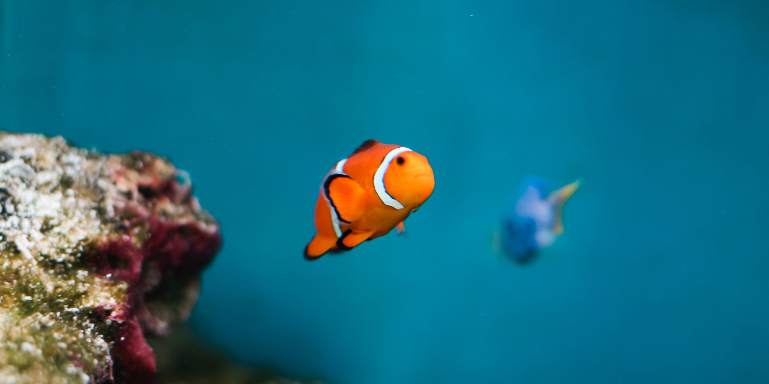 Odla fisk och grönt i ett kretslopp - Förbundet Agenda 2030